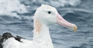 The Epic Tale of the Snowy Albatross - The Worlds Rarest Birds