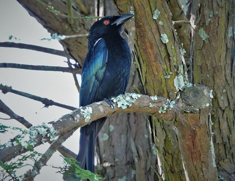 Drongos: Unveiling the Intriguing Behavior of These Unique Birds - The ...