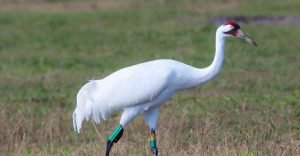 A Chronicle of the Whooping Crane - The Worlds Rarest Birds