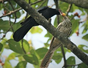 Life History and Identifying Features of the Asian Koel - The Worlds ...