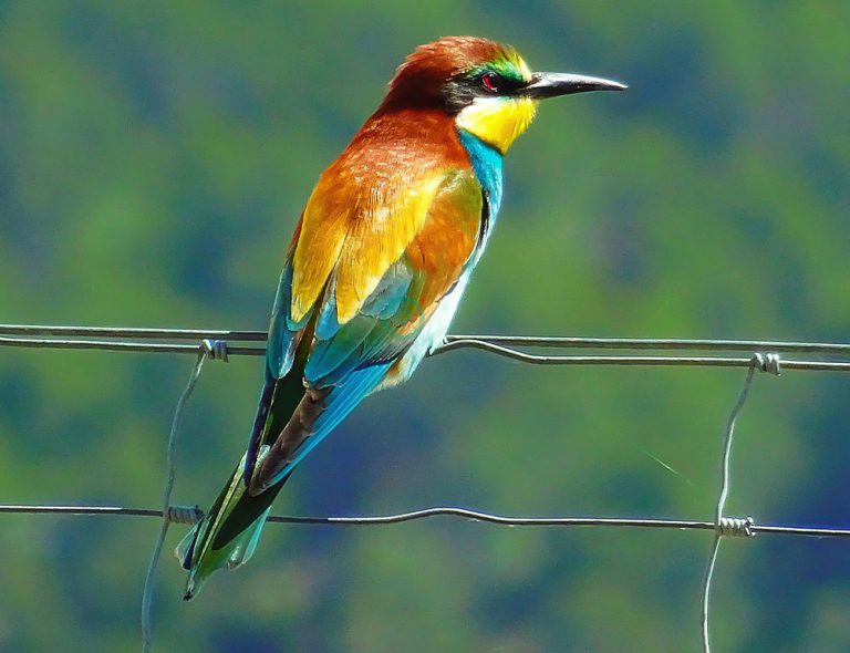 Exploring the Colorful World of Bee-Eaters - The Worlds Rarest Birds