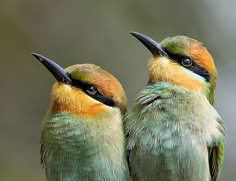 Exploring the Colorful World of Bee-Eaters - The Worlds Rarest Birds