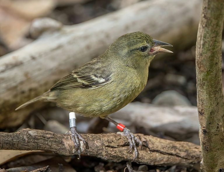 Mauritius Fody: Unveiling the Secrets of This Rare Bird Species - The ...