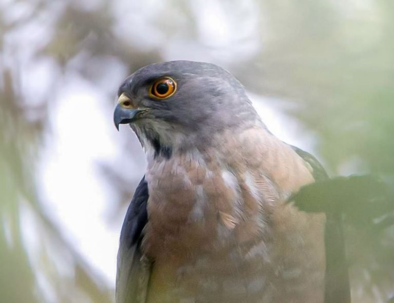 Forest Guardians: The Besra's Role in Ecosystems - The Worlds Rarest Birds