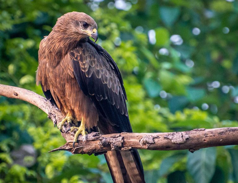 Exploring the Realm of the Black Kite - The Worlds Rarest Birds