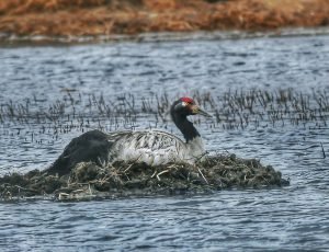 The Majestic Beauty of the Black-Necked Crane - The Worlds Rarest Birds