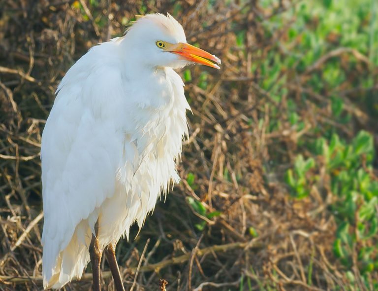 Intermediate Egret: Learn Everything About the Graceful Bird - The ...