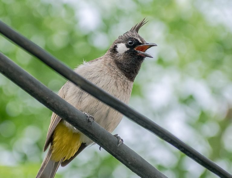 Exploring the Melodious Charm of the Bulbul Bird - The Worlds Rarest Birds
