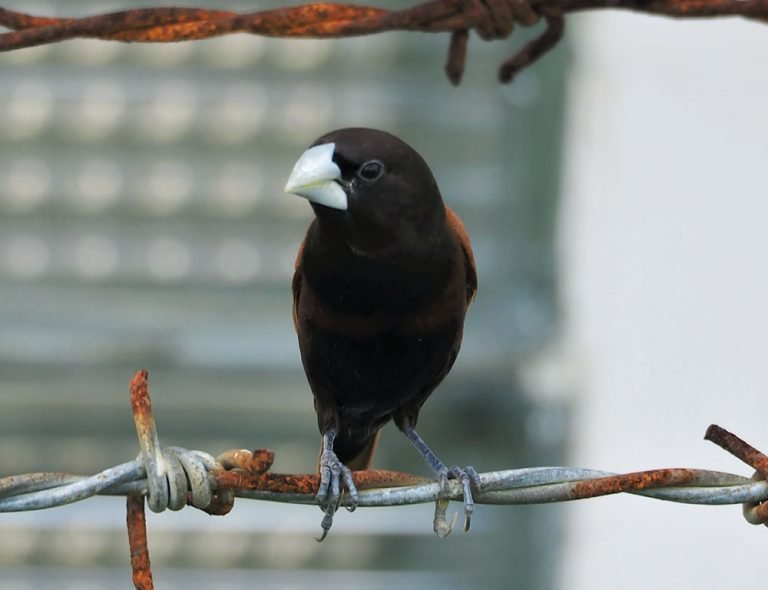 Pretty in Pink Discovering the Chestnut Munia's Rosy Side - The Worlds ...