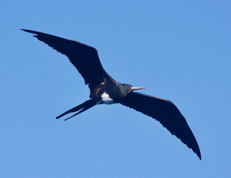 Christmas Frigatebird: A Deep Dive into This Exotic Species - The ...