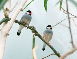 Java Jewel: Exploring the Enigmatic World of the Java Sparrow - The ...