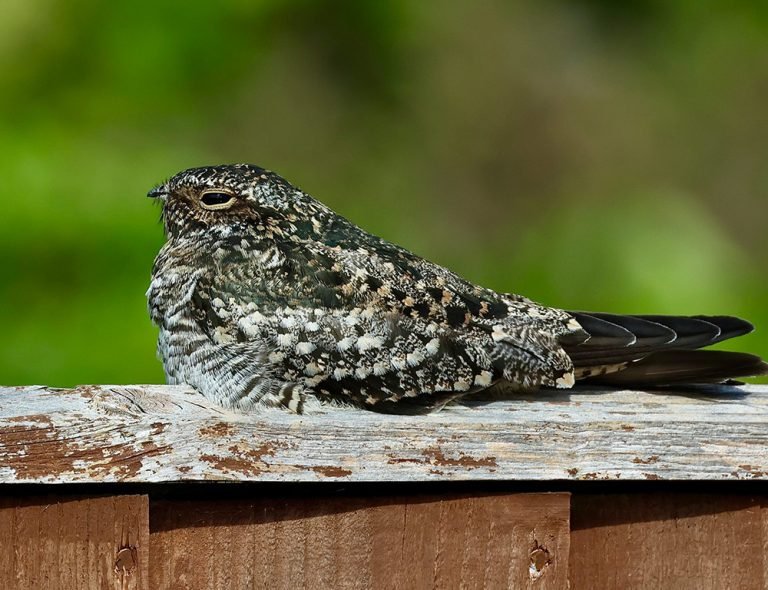 Mystique of Nightjars: A Closer Look into the Lives of These Nocturnal ...