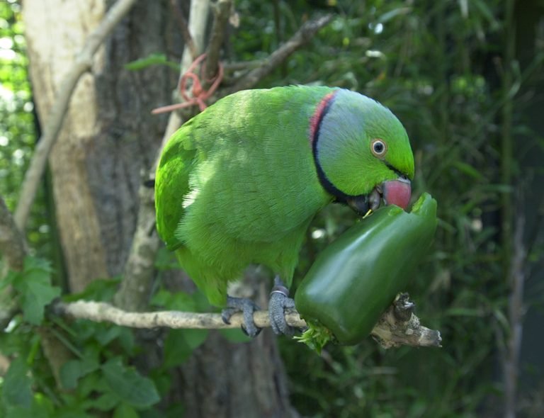 Preserving the Unique Legacy of the Echo Parakeet - The Worlds Rarest Birds