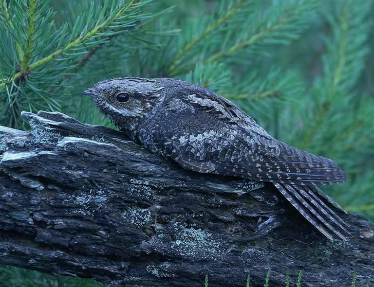 Mystique of Nightjars: A Closer Look into the Lives of These Nocturnal ...