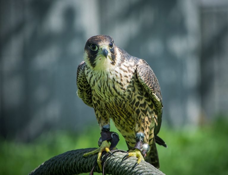 Fascinating Falcons: Exploring the Bio of These Majestic Birds - The ...