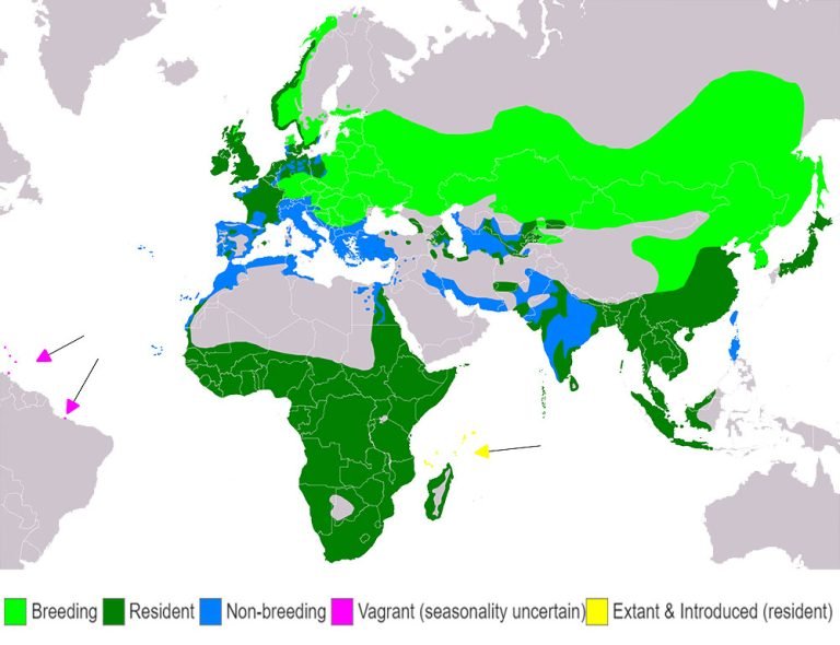 Grey Heron: Sentinels of the Wetlands - The Worlds Rarest Birds