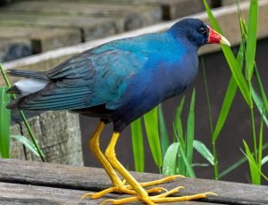 Diving into the Enigmatic World of Gruiformes - The Worlds Rarest Birds