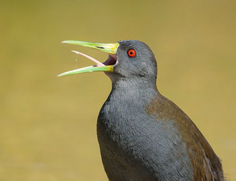 Diving into the Enigmatic World of Gruiformes - The Worlds Rarest Birds