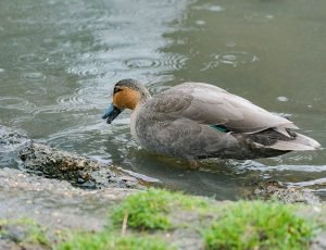 Philippine Duck: A Deep Dive into This Unique Waterfowl Species - The ...