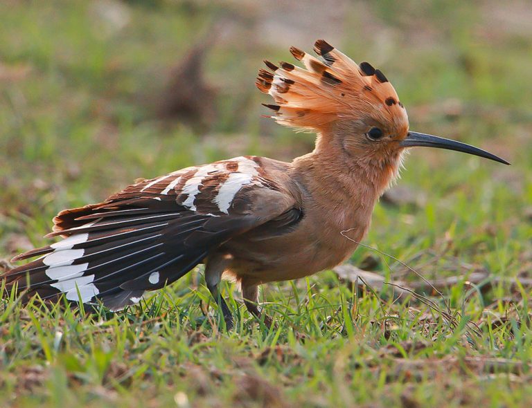 Getting to Know Hoopoes: A Fascinating Bird Biography - The Worlds Rarest Birds