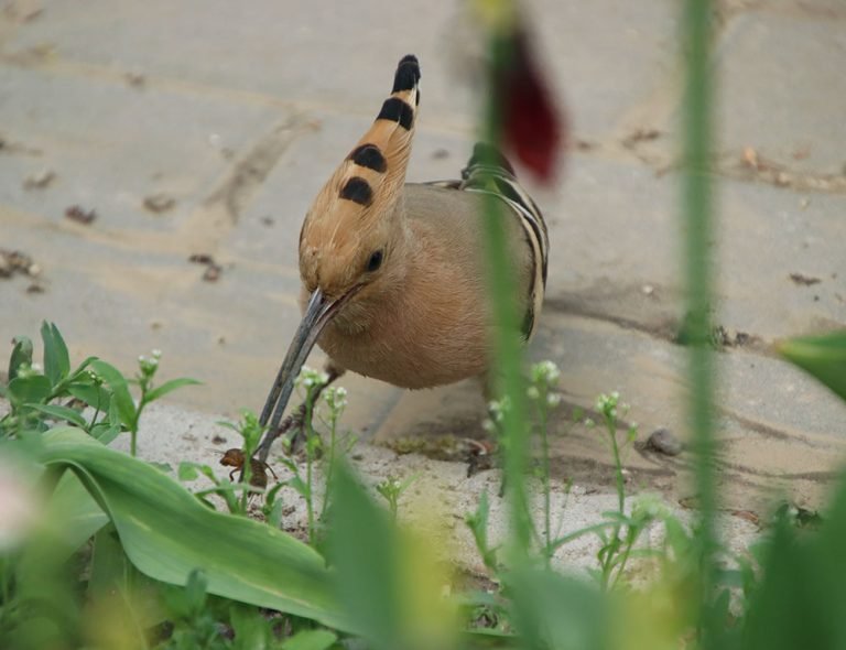 Getting to Know Hoopoes: A Fascinating Bird Biography - The Worlds ...