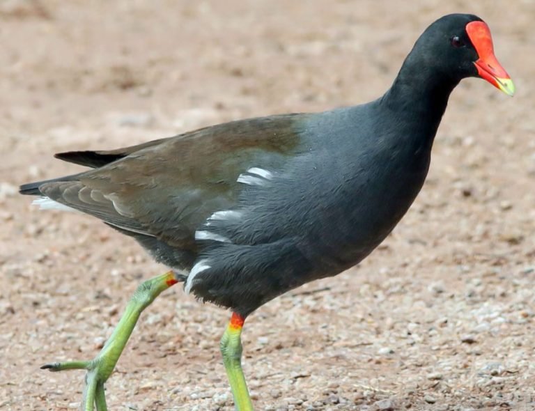 Diving into the Enigmatic World of Gruiformes - The Worlds Rarest Birds