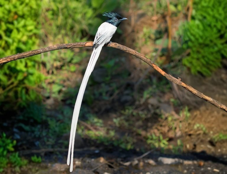 Nature's Masterpiece The Spectacular Indian Paradise Flycatcher - The Worlds Rarest Birds
