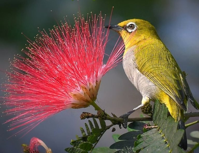 Indian White-Eye: A Comprehensive Insight into this Unique Bird Species ...