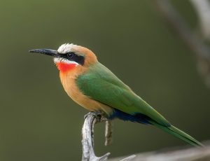 Exploring the Colorful World of Bee-Eaters - The Worlds Rarest Birds