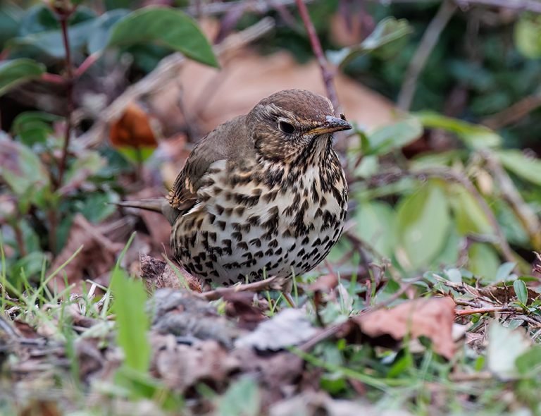 A Deep Dive into the World of the Thrush Bird - The Worlds Rarest Birds