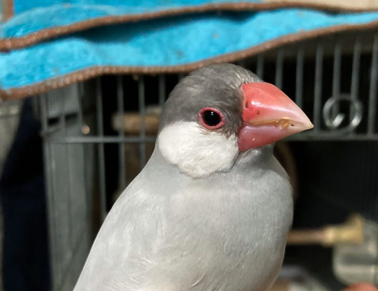 Java Jewel: Exploring the Enigmatic World of the Java Sparrow - The ...