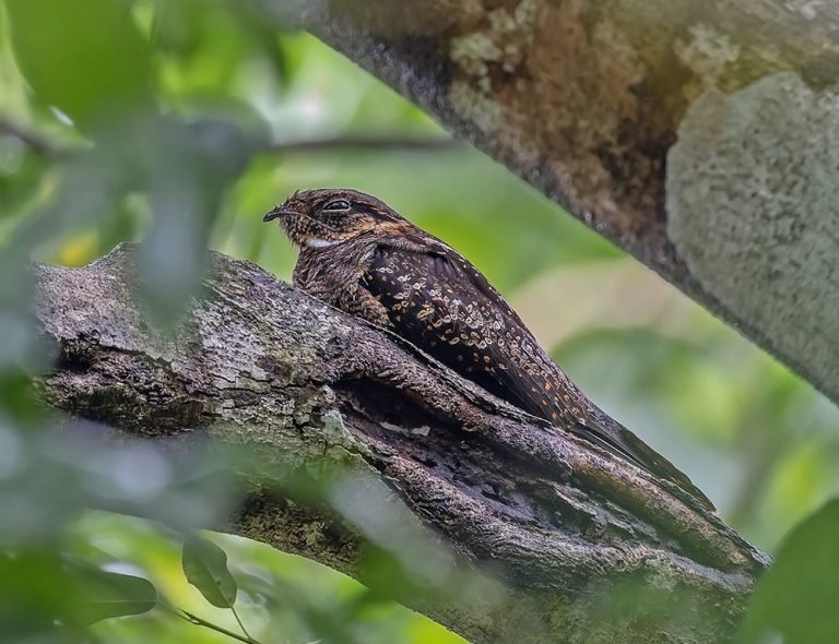 Mystique of Nightjars: A Closer Look into the Lives of These Nocturnal ...