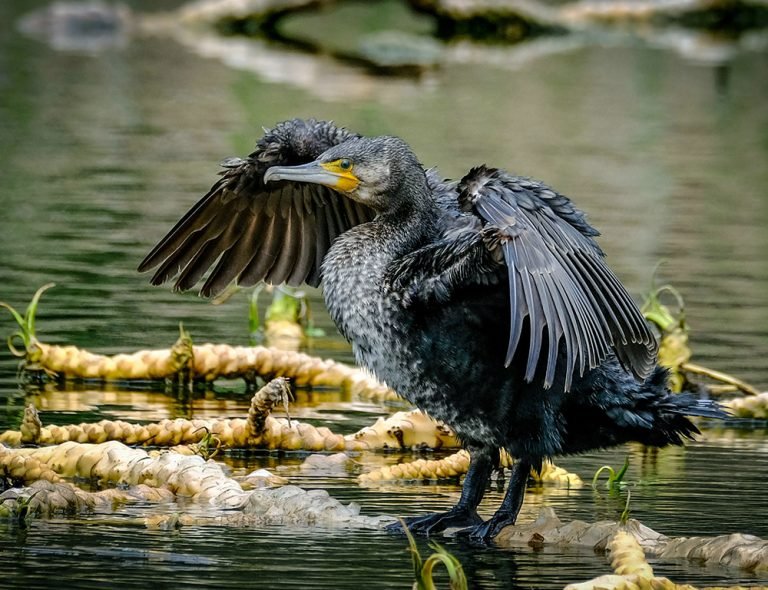 Neotropic Cormorant: A Fascinating Bird of the Americas - The Worlds ...