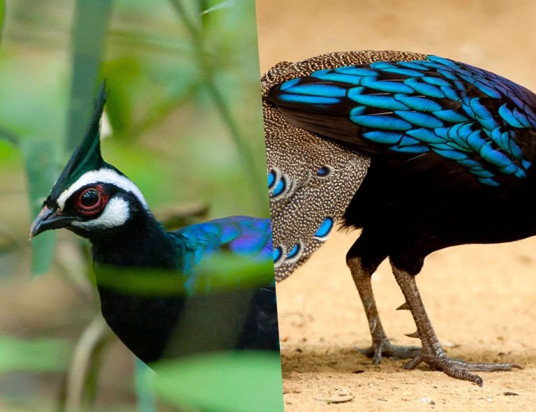 Exploring the Enchanting Realm of the Palawan Peacock-Pheasant - The ...