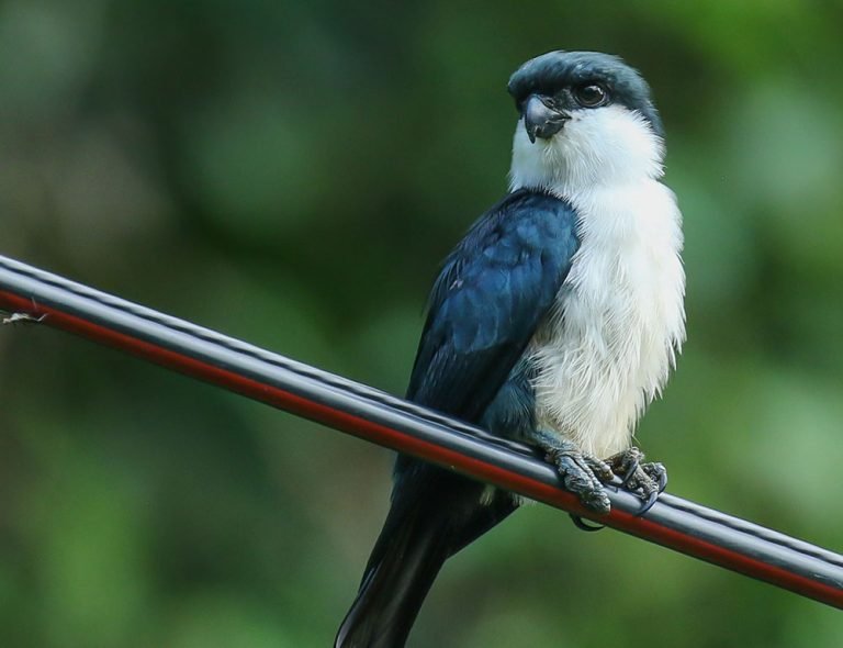 Philippine Falconet: An In-depth Exploration of This Fascinating Bird ...