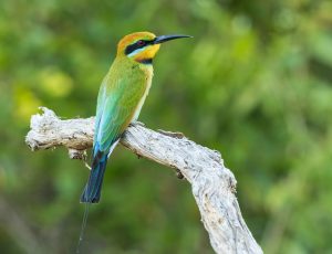 Exploring the Colorful World of Bee-Eaters - The Worlds Rarest Birds
