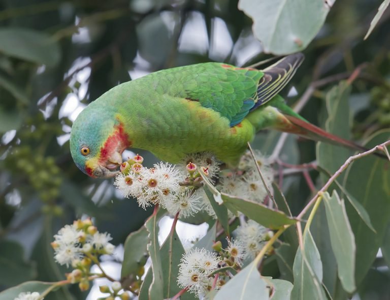 Psittaculidae: Unveiling the World of Old World Parrots - The Worlds ...