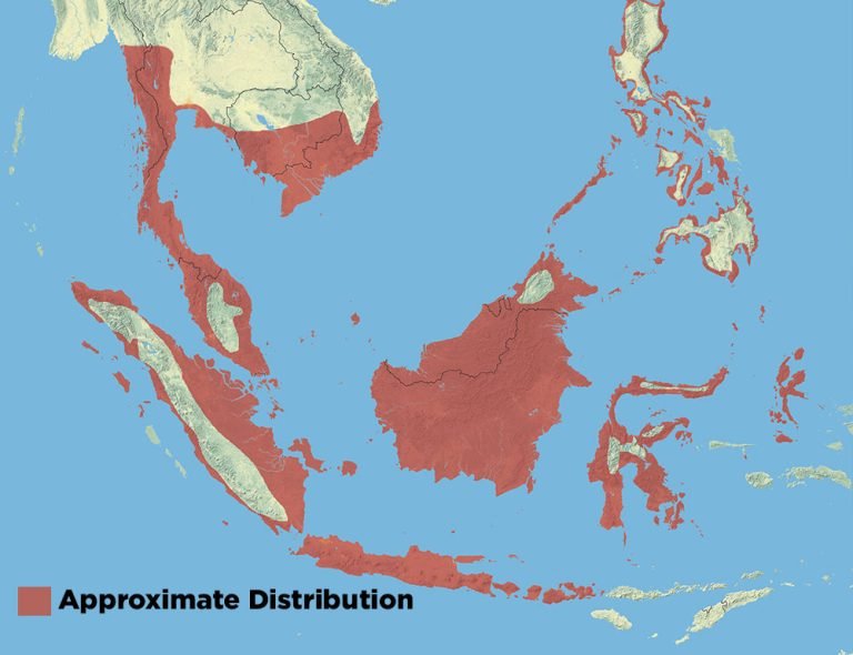 Exploring The Pink-Necked Green Pigeon With This Variant ...