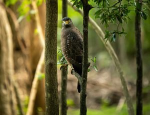 Unveiling the Majesty of the Crested Serpent Eagle: A Comprehensive Bio ...