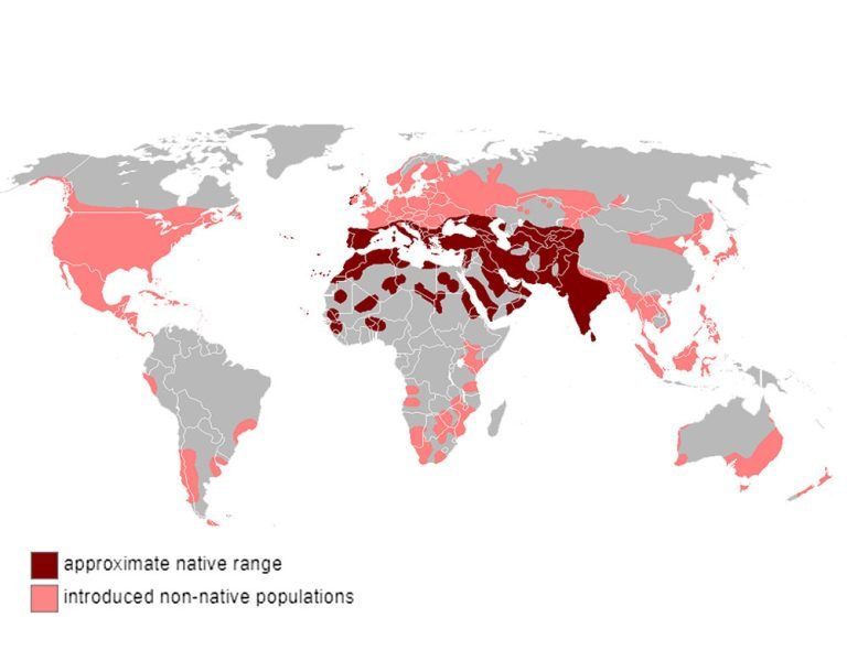 Exploring the World of the Rock Dove: 8 Interesting Facts - The Worlds ...