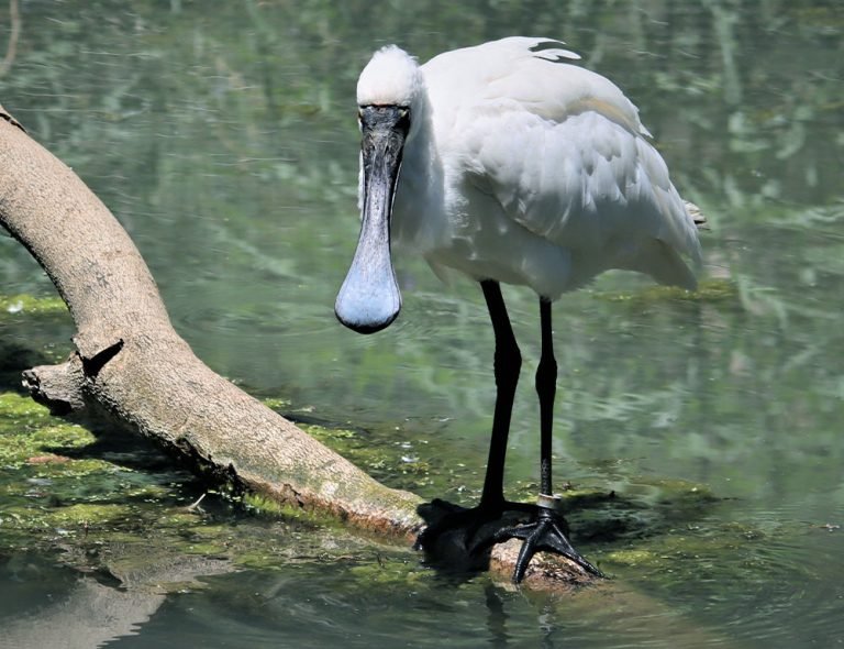 The Graceful World of Spoonbills: A Fascinating Avian Biography - The ...