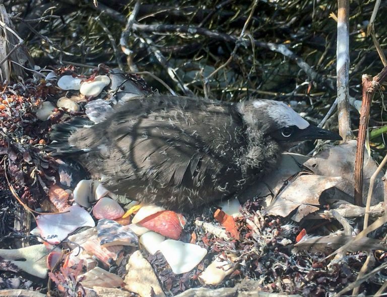 Brown Noddy: Taxonomic Classification and Life History - The Worlds ...