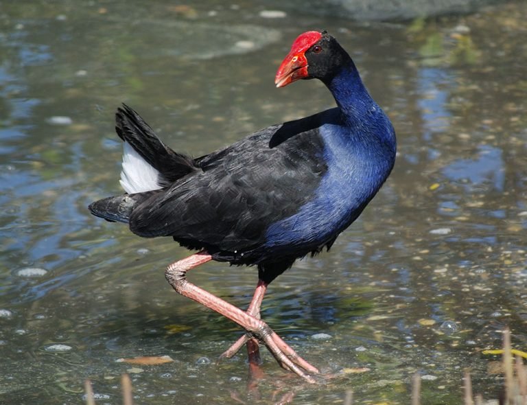 Diving into the Enigmatic World of Gruiformes - The Worlds Rarest Birds