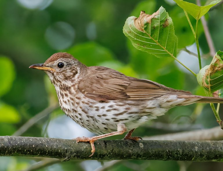 A Deep Dive into the World of the Thrush Bird - The Worlds Rarest Birds