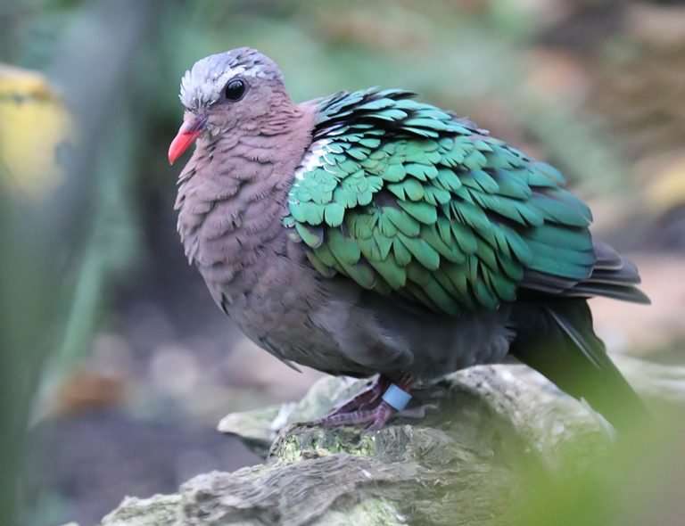 Everything You Need to Know about the Pink-Headed Fruit Dove - The ...